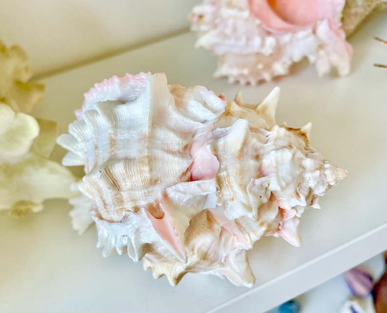 PINK MUREX CONCH Shell 4-5" Display Seashell Coastal Beach Home Décor ...