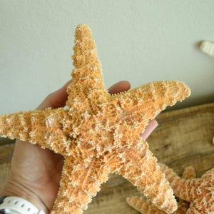 Natural Sugar Starfish: 1-13” *you Choose Size* Coastal Décor, Beach ...