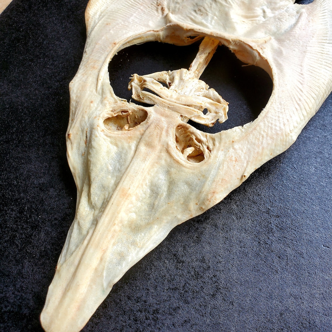 Batoidea Stingray Skeleton Oceanic Alienlike Marine Creature - Etsy