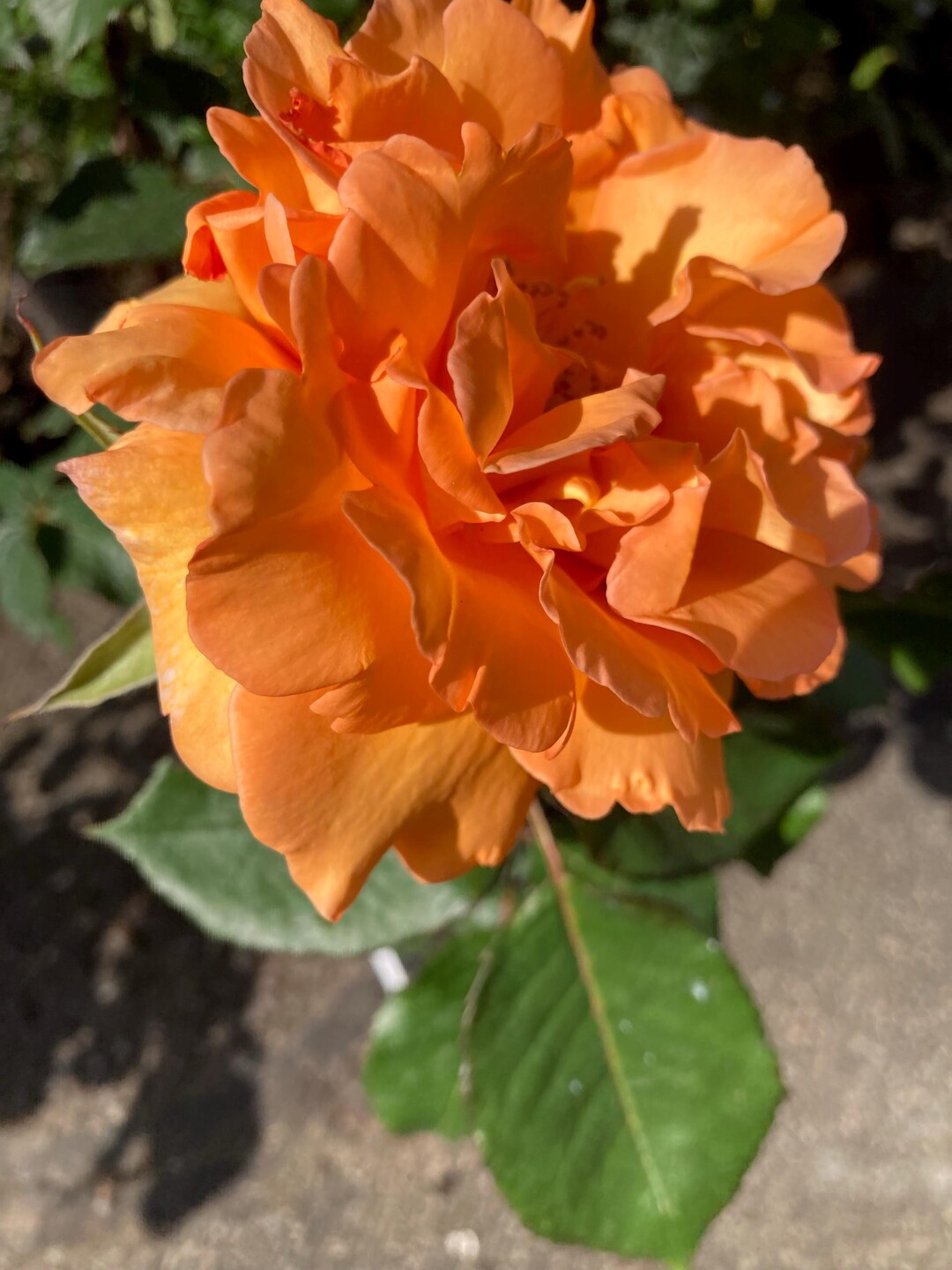 2 Bare Root Hybrid Tea Roses (doris Tysterman) Includes Postage - Etsy