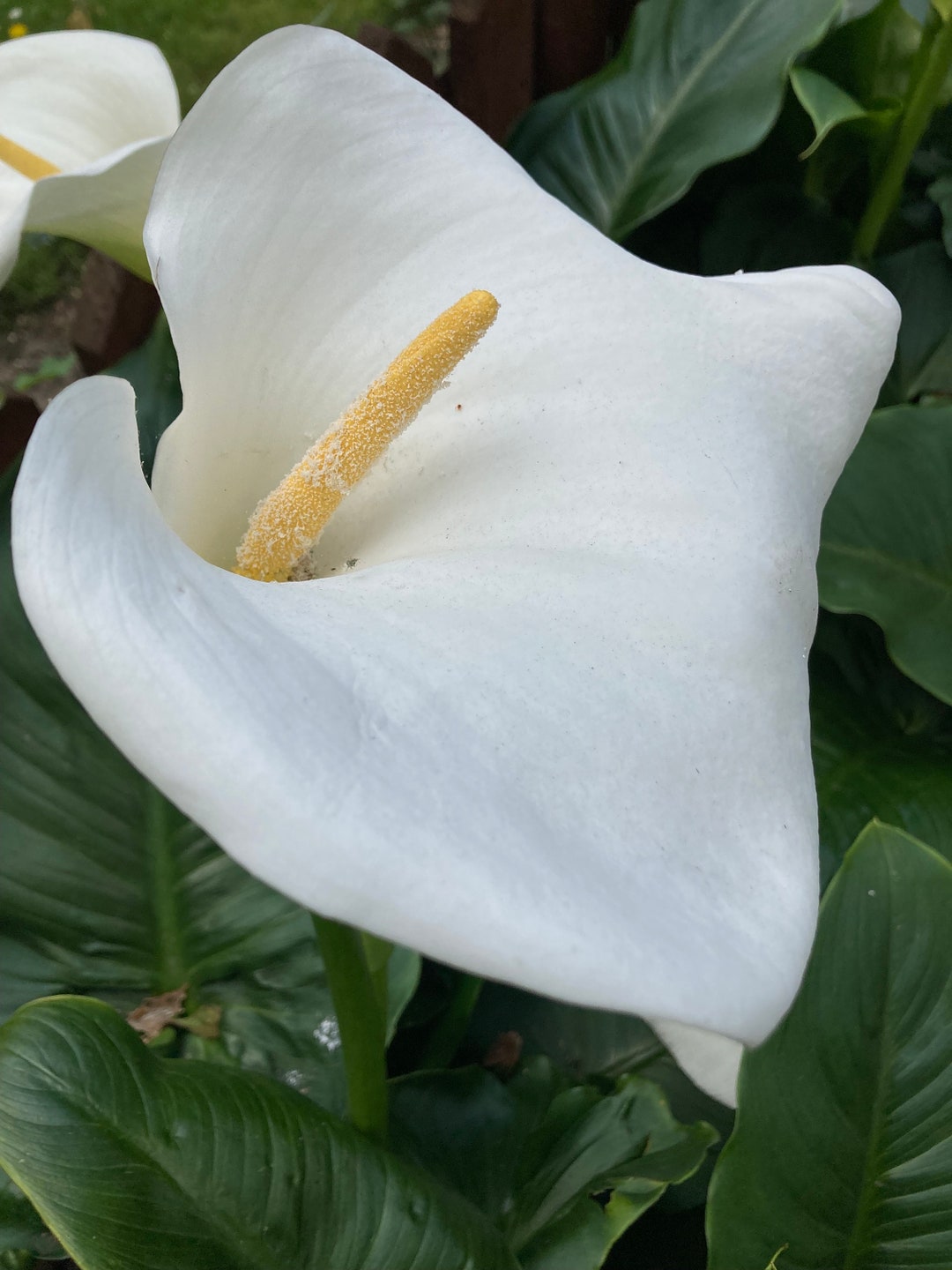 1 Tuber of White Arum Lily zantedeschia Includes Postage - Etsy