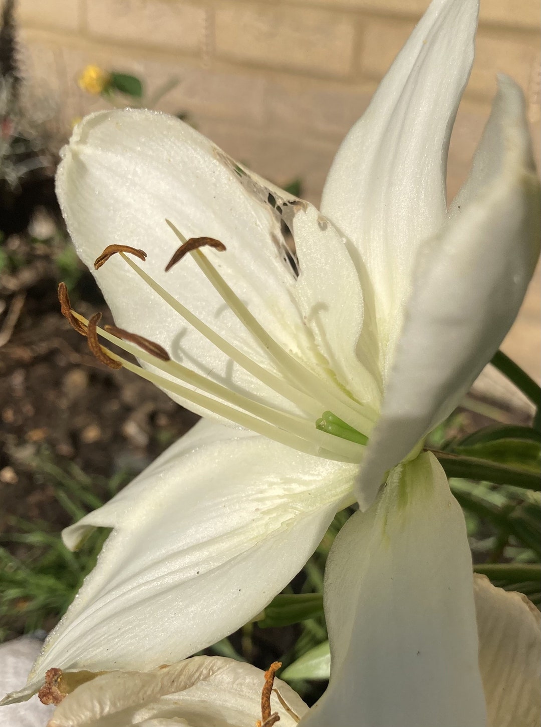 3 Bulbs of Lilium Asiatic/white Tiger Lily apollo Includes Postage - Etsy