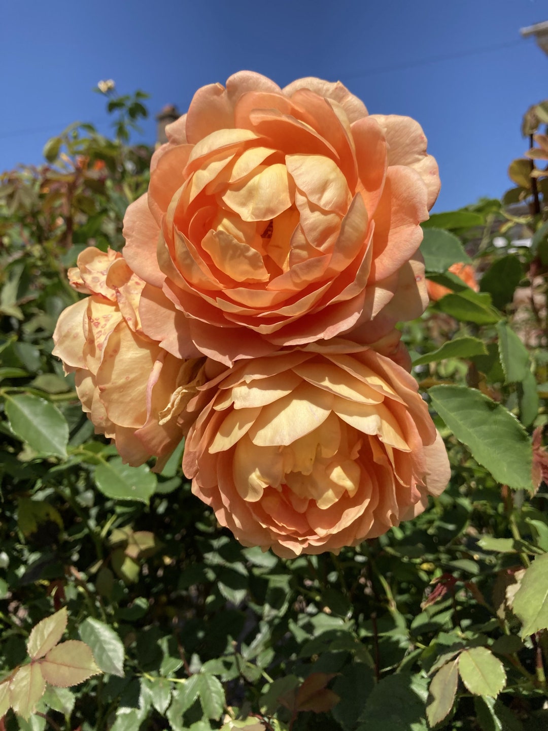 1 Bare Root Orange Floribunda Rose Includes Postage - Etsy
