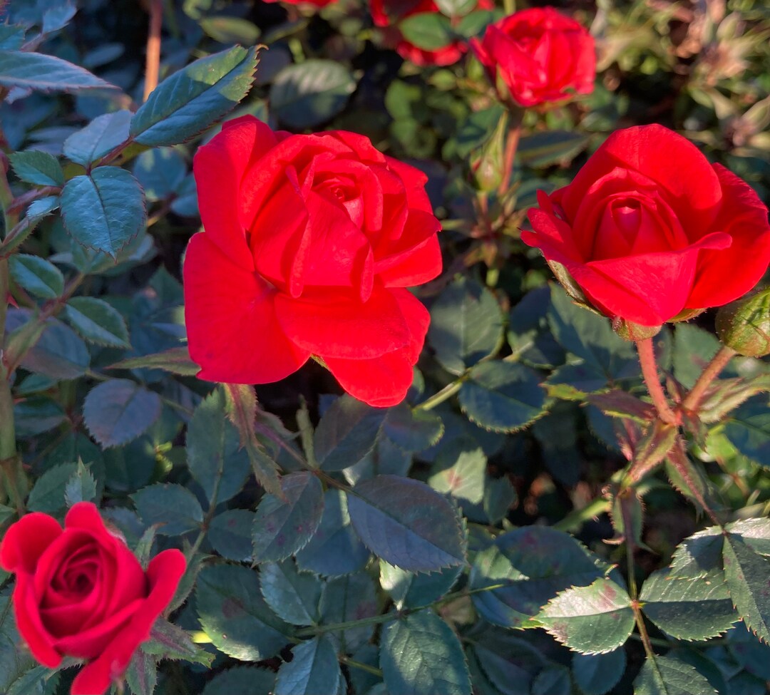 1 Bare Root Floribunda Rose Bush ‘scarlet Queen Elizabeth’ Includes ...