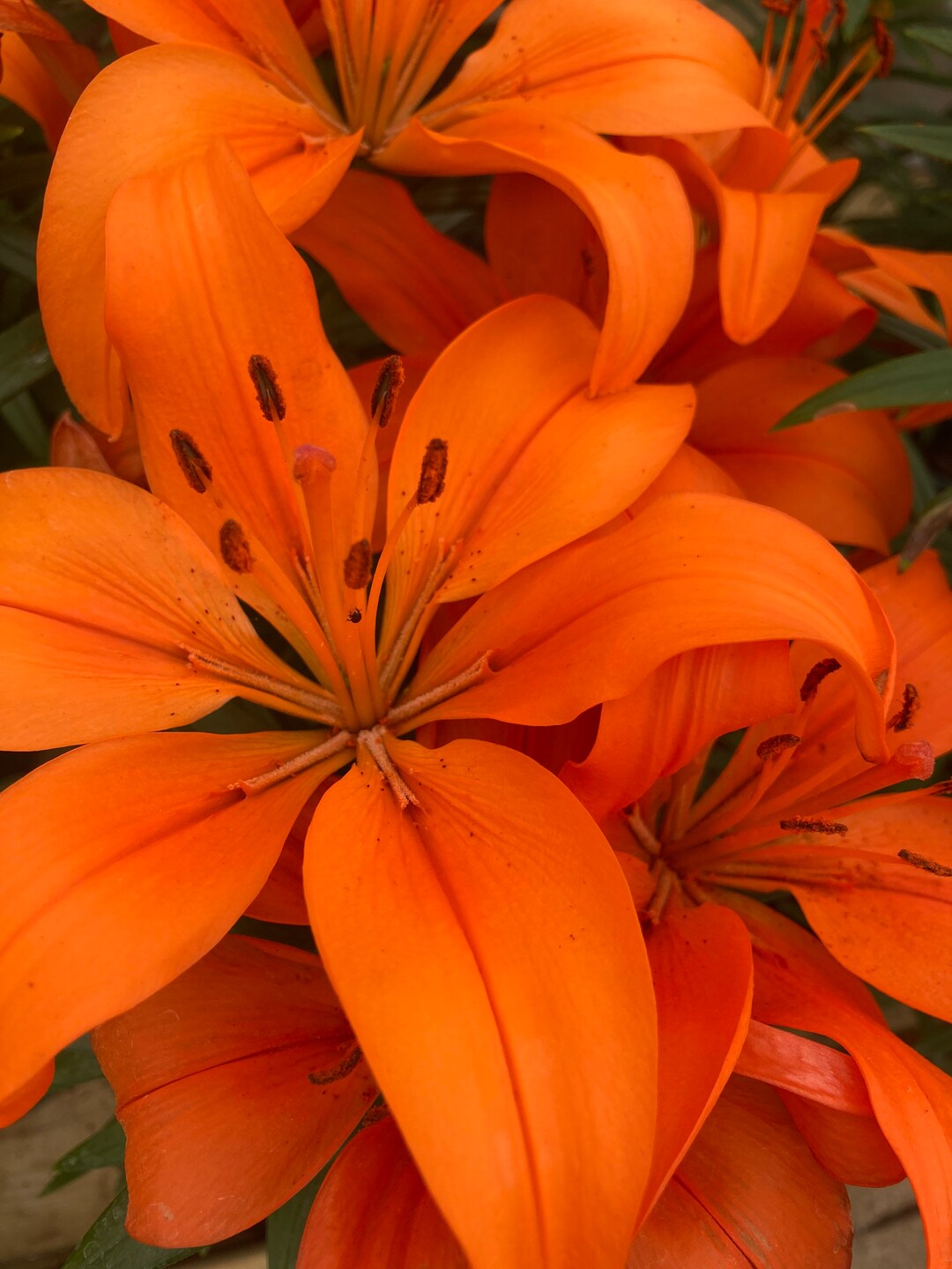 3 Bulbs of Orange Tiger Lily/lilium Tigrinum (orange Tiger) Includes ...