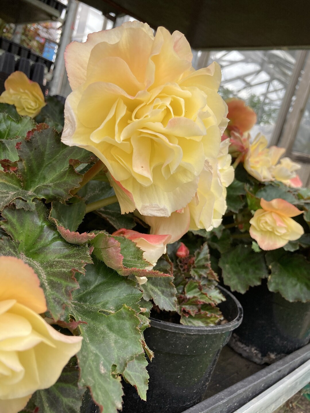6 Corms of Yellow Double Begonia Includes Postage - Etsy