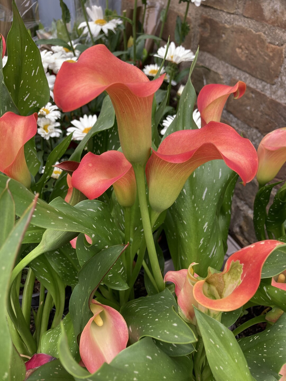 2 Tubers of Orange Calla Lily/zantedeschia mango Includes Postage - Etsy