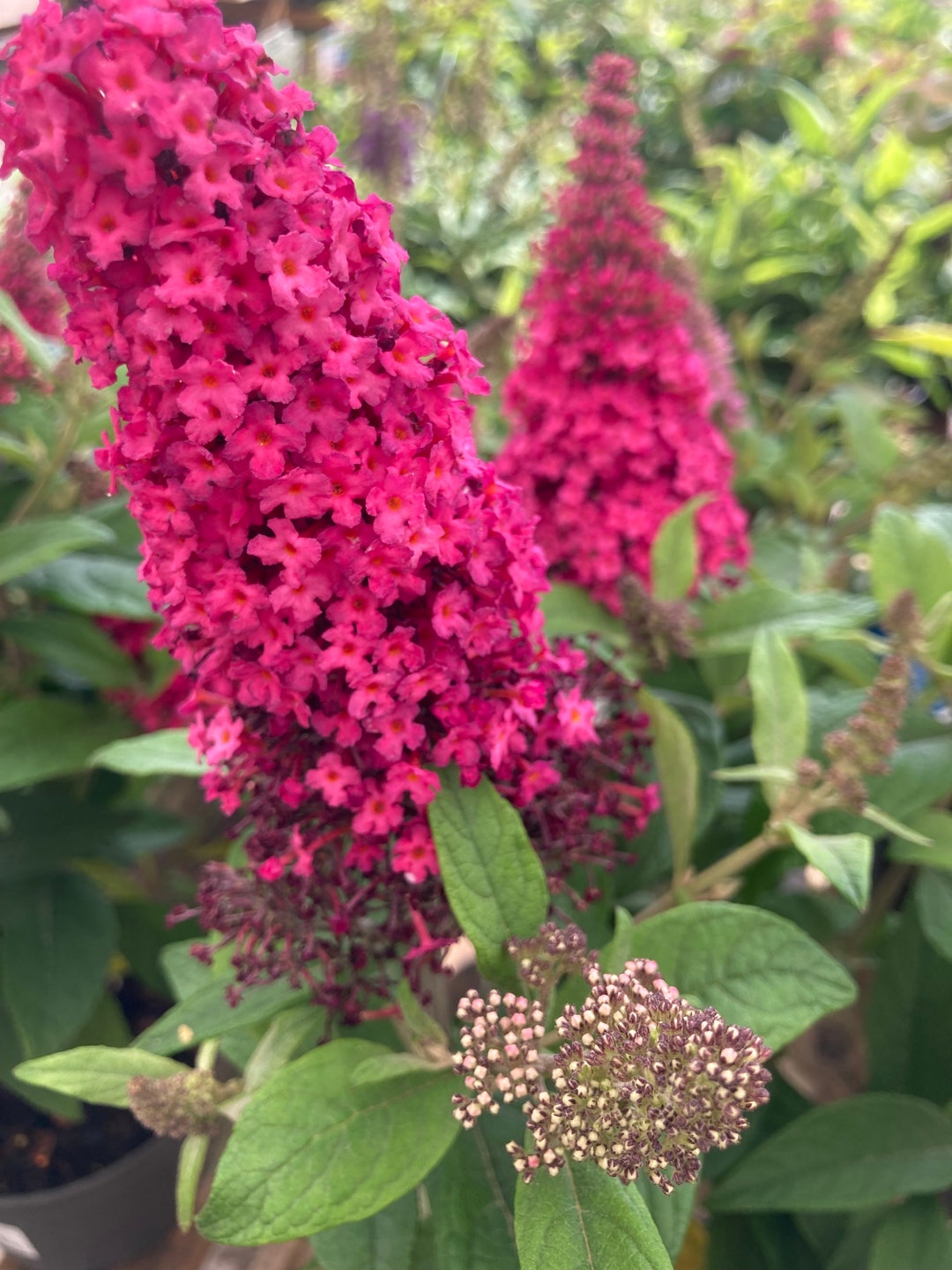 1 Potted Plant of Buddleia (royal Red) in 9cm Pot Includes Postage ...