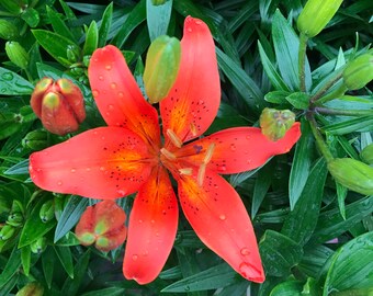 Lilium Asiatic 'bright Pixie' Bulbs red and White Tiger Lily to Plant ...