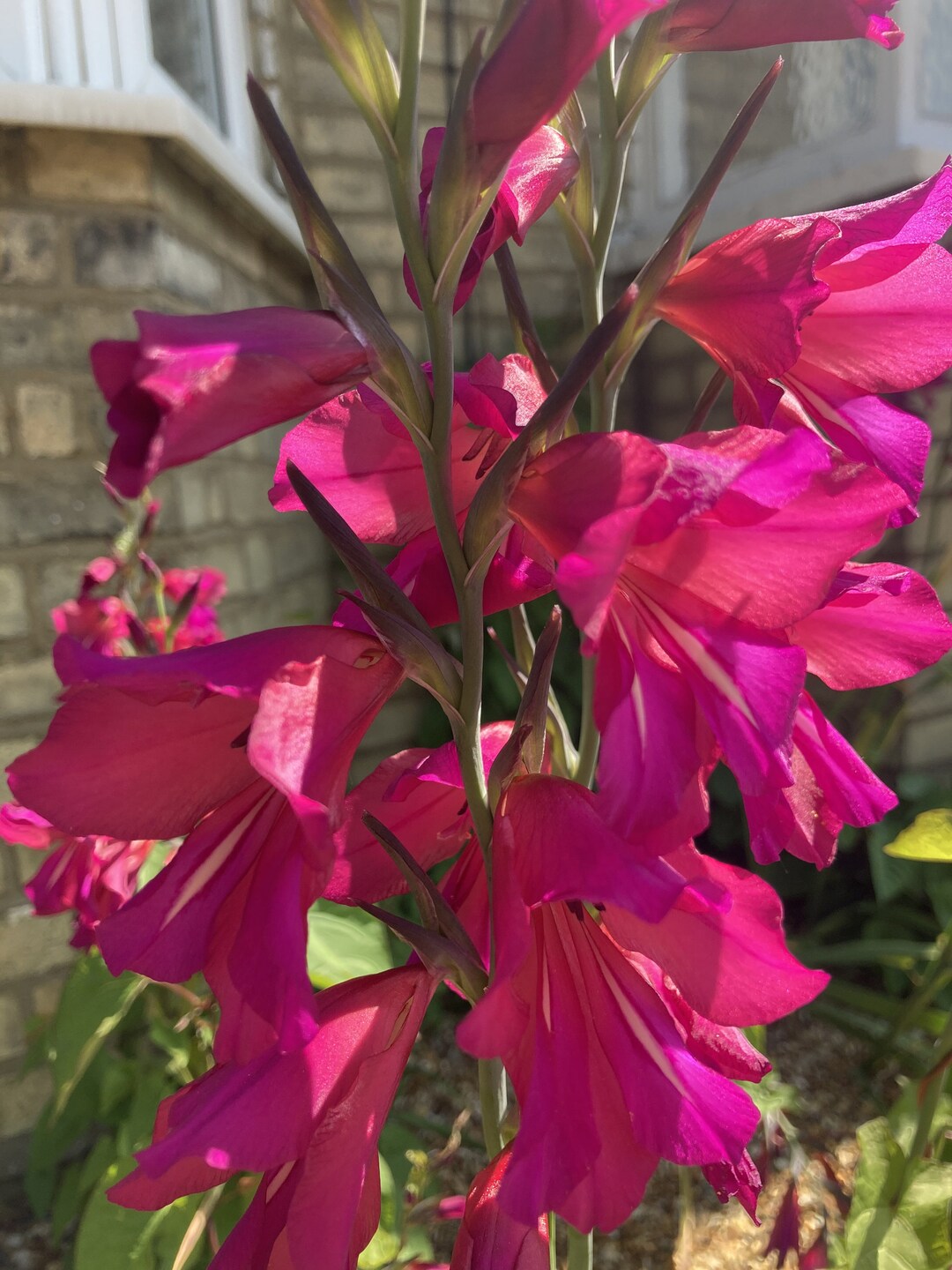 5 Corms of Gladioli Byzantinus byzantine Gladiolus Includes Postage - Etsy