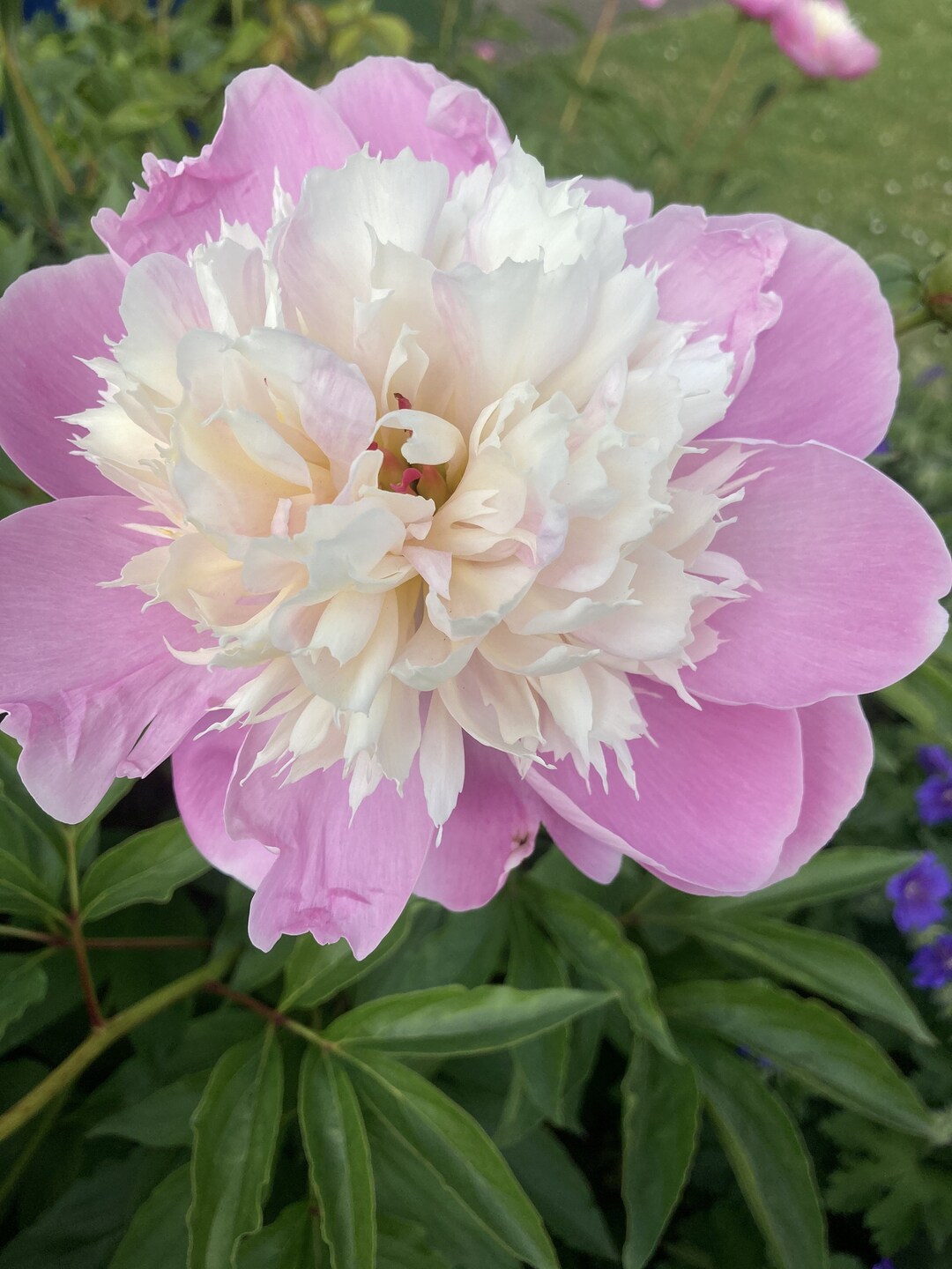 2 Roots of Peony (lady Liberty) Includes Postage - Etsy UK