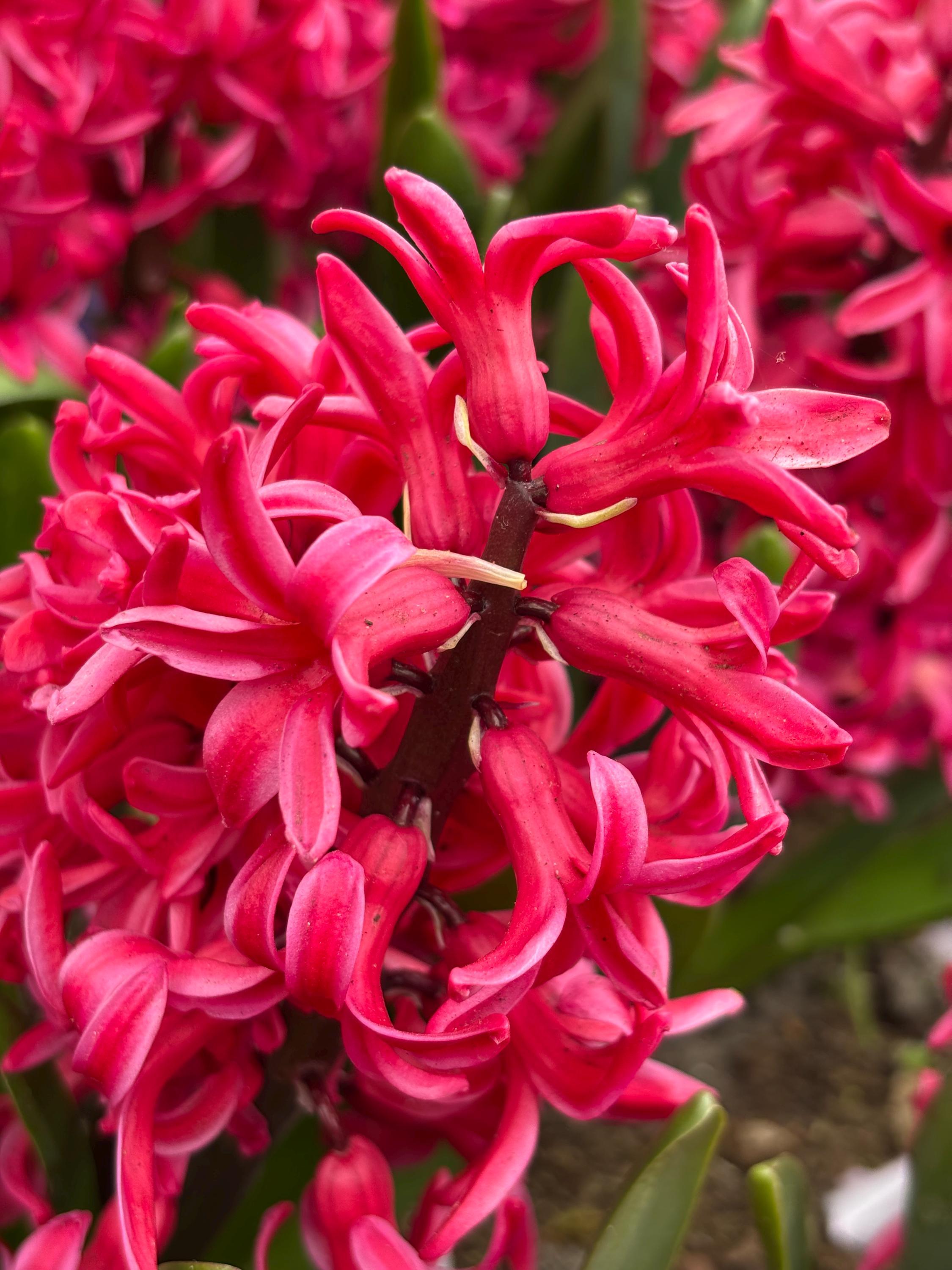 10 Bulbs of Hyacinth (red Glory) Includes Postage - Etsy