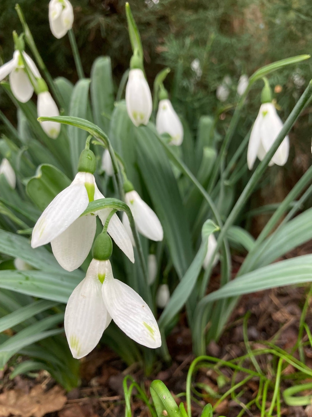50 Bulbs of Snowdrop (mixed Varieties) Includes Postage - Etsy