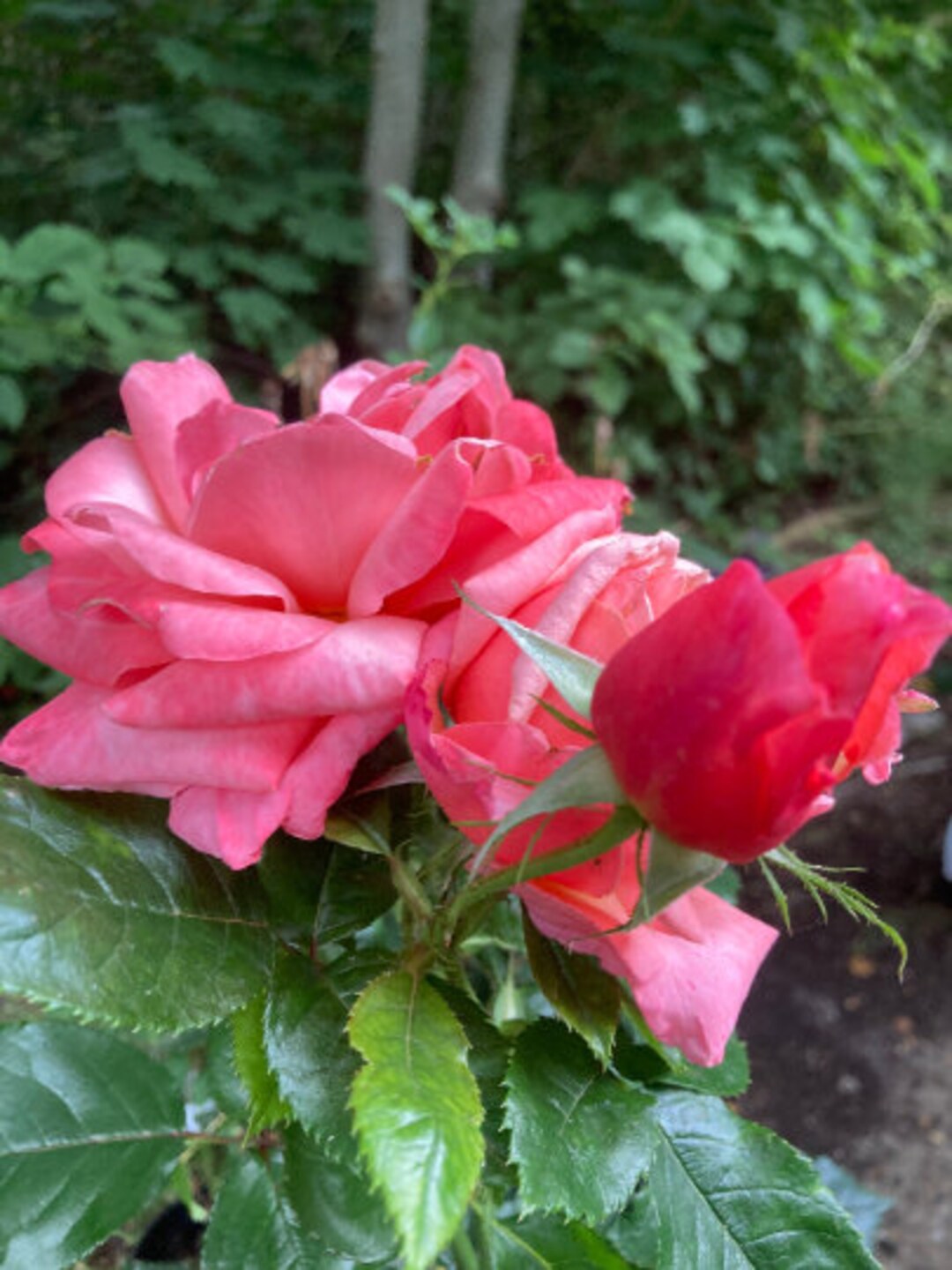 2 Bare Root Hybrid Tea Roses (silver Jubilee) Includes Postage - Etsy