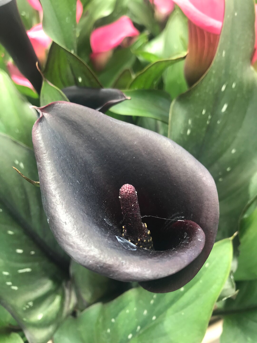 3 Tubers of Calla Lily/zantedeschia (black Star) Includes Postage - Etsy UK