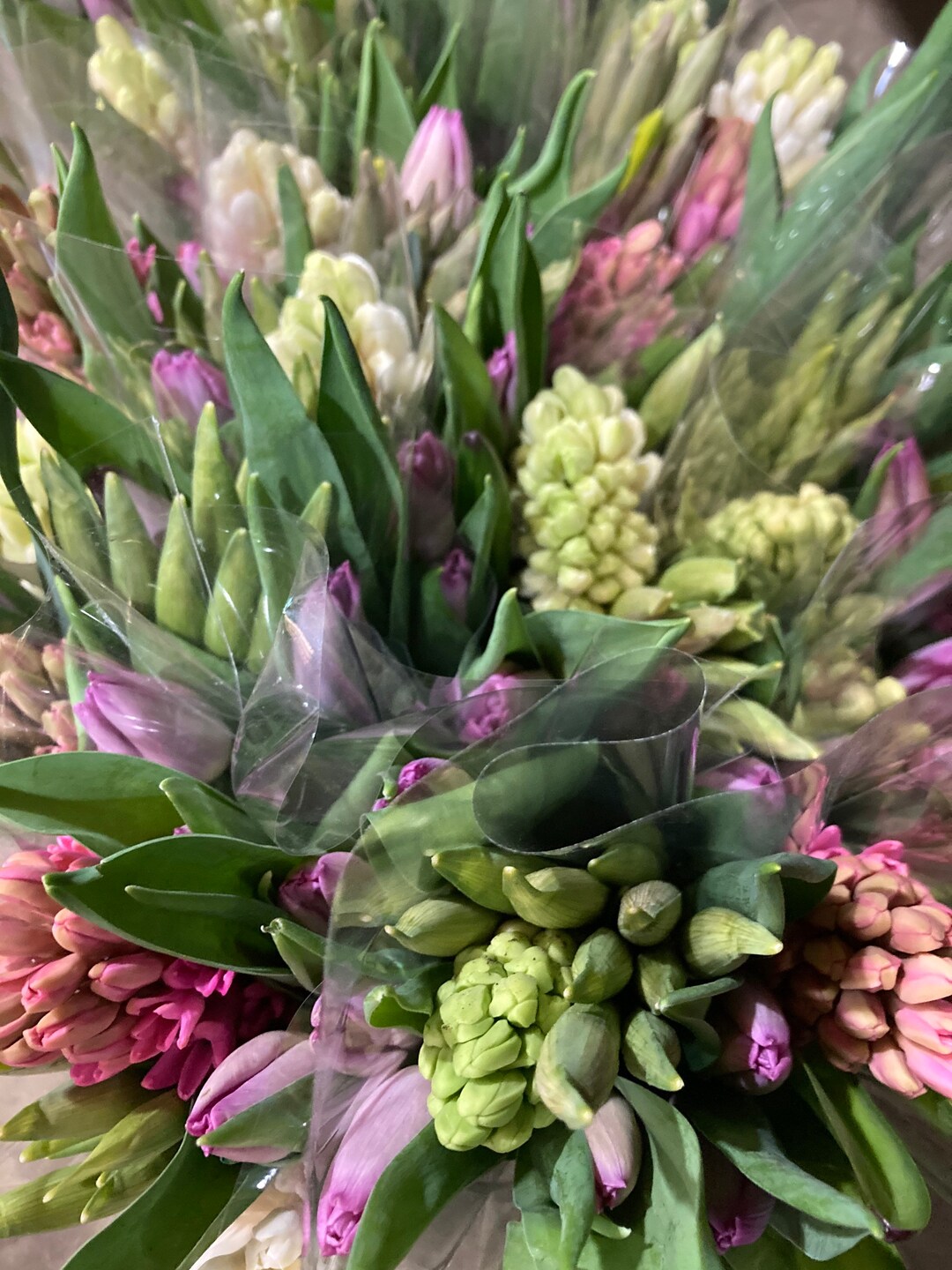 5 Bulbs of Hyacinth (mixed Varieties) Includes Postage - Etsy