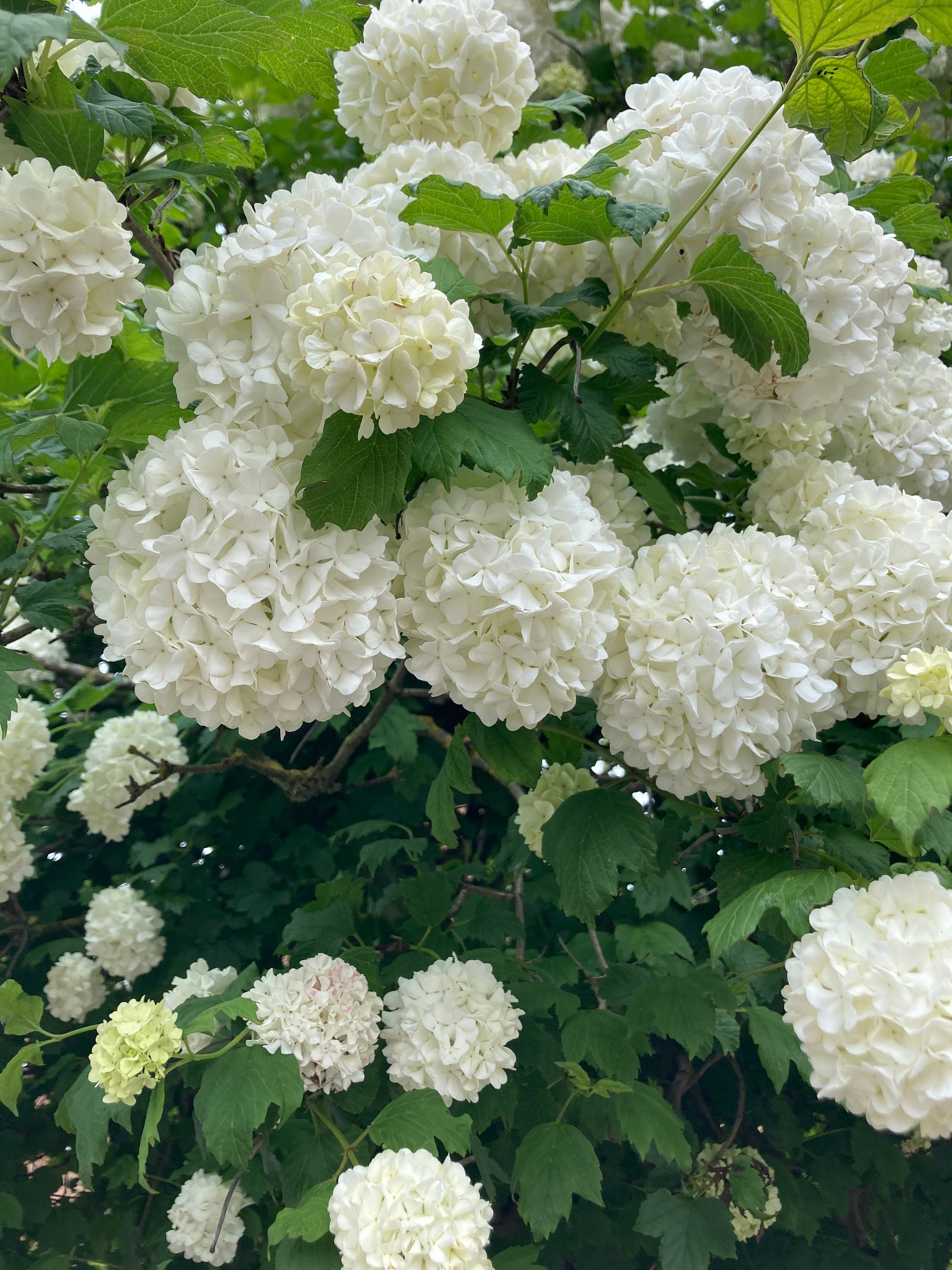 1 Potted Plant of Viburnum Opulus 'roseum' or Guelder Rose in 12cm Pot ...