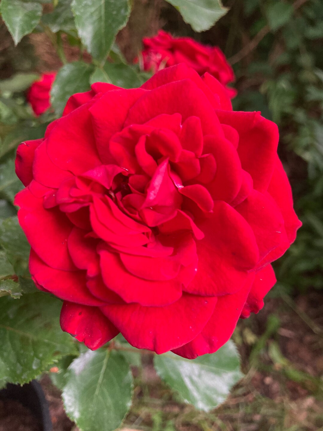 1 Bare Root Floribunda Rose Bush ‘evelyn Fison’ Includes Postage - Etsy
