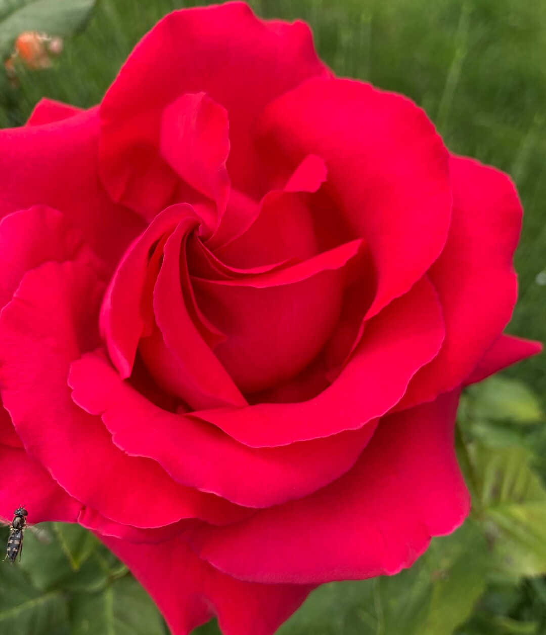 1 Bare Root Hybrid Tea Rose (ruby Wedding) Includes Postage - Etsy UK