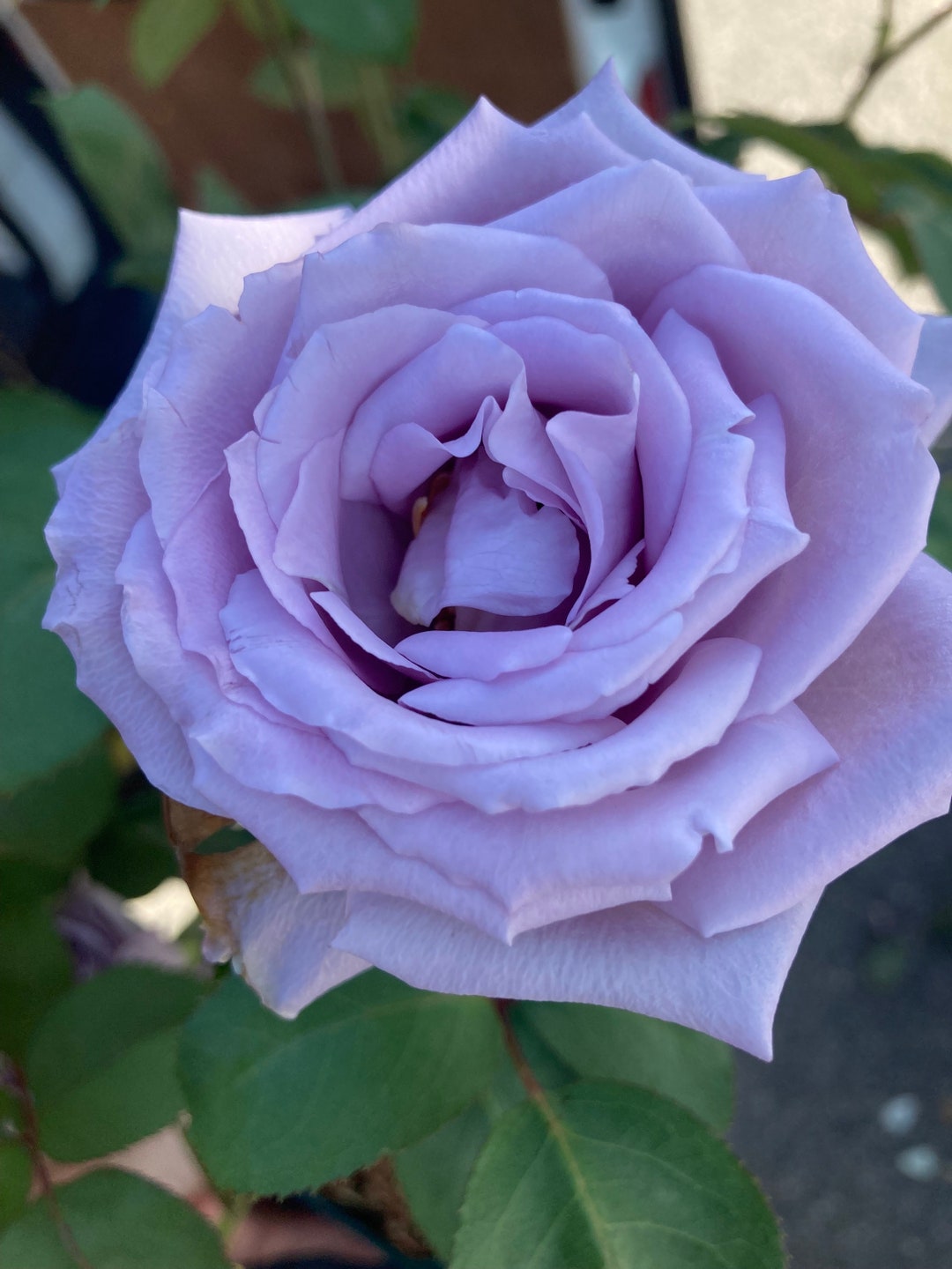 1 Bare Root Climbing Rose Bush (blue Moon) Includes Postage - Etsy