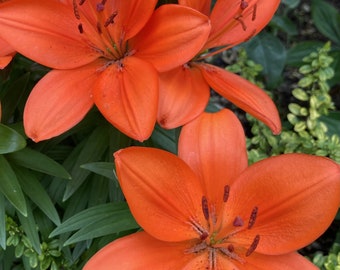 Lilium Asiatic 'bright Pixie' Bulbs red and White Tiger Lily to Plant ...