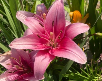 Lilium Asiatic 'bright Pixie' Bulbs red and White Tiger Lily to Plant ...