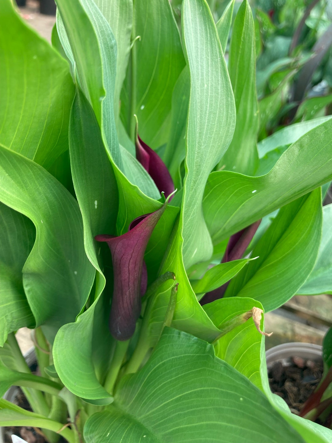 6 Tubers of Red Calla Lily zantedeschia Includes Postage - Etsy