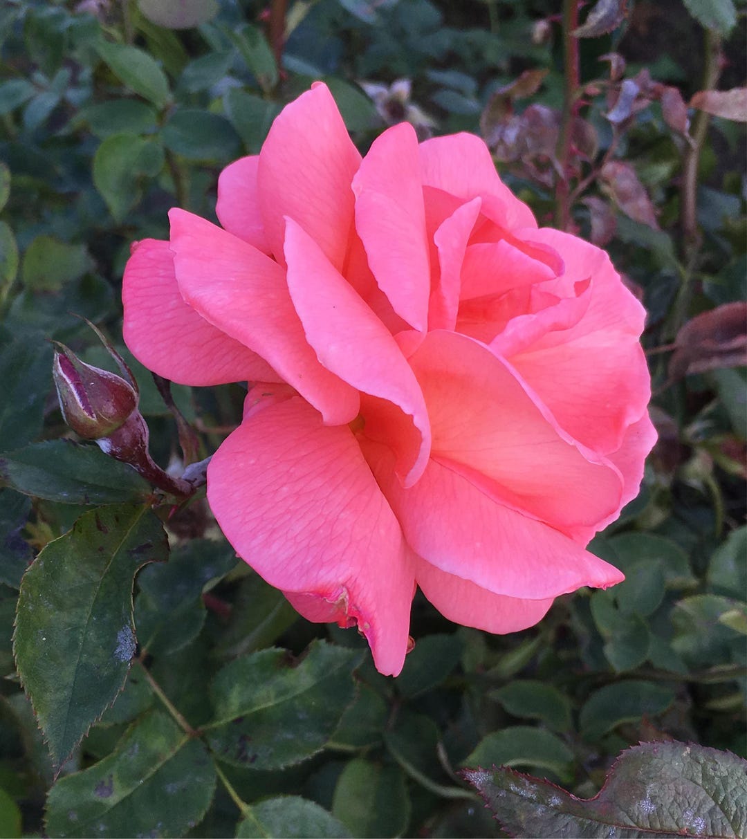 2 Bare Root Hybrid Tea Roses (pink Favourite) Includes Postage - Etsy