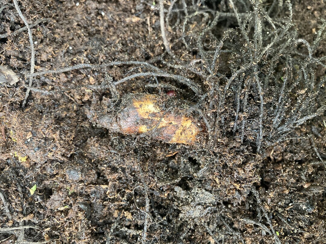 3 Tubers of Dwarf Green Leaves Canna Lily (puck) Includes Postage - Etsy