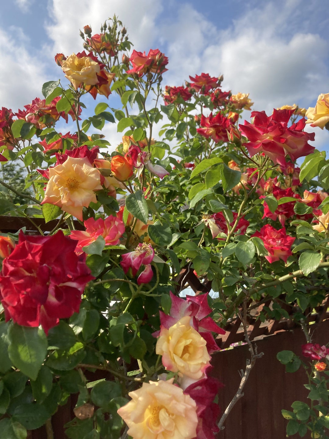 1 Bare Root Tricolour Climbing Rose (masquerade) Includes Postage - Etsy