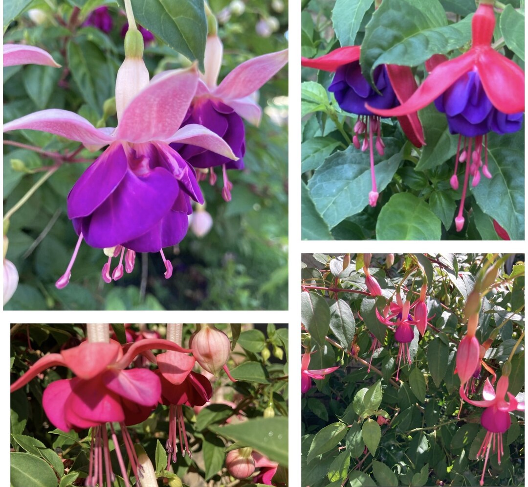 5 Plugs of Hardy Fuchsia mixed Varieties Includes Postage - Etsy