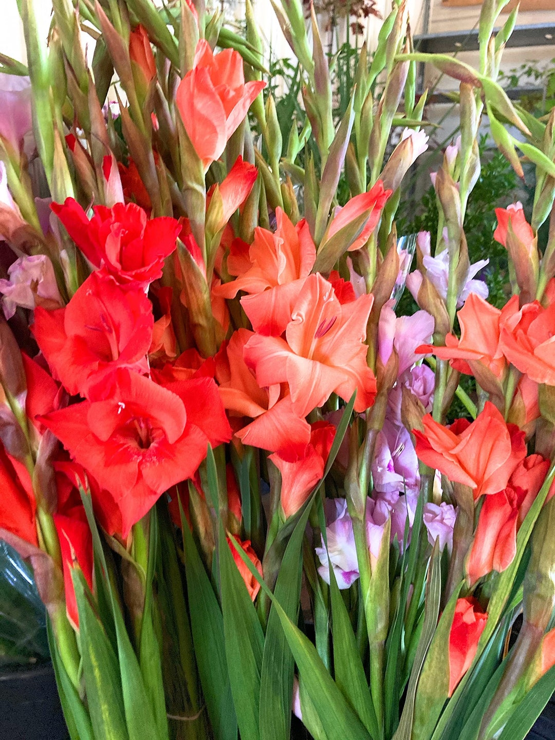50 Bulbs of Gladioli mixed Colours Includes Postage - Etsy