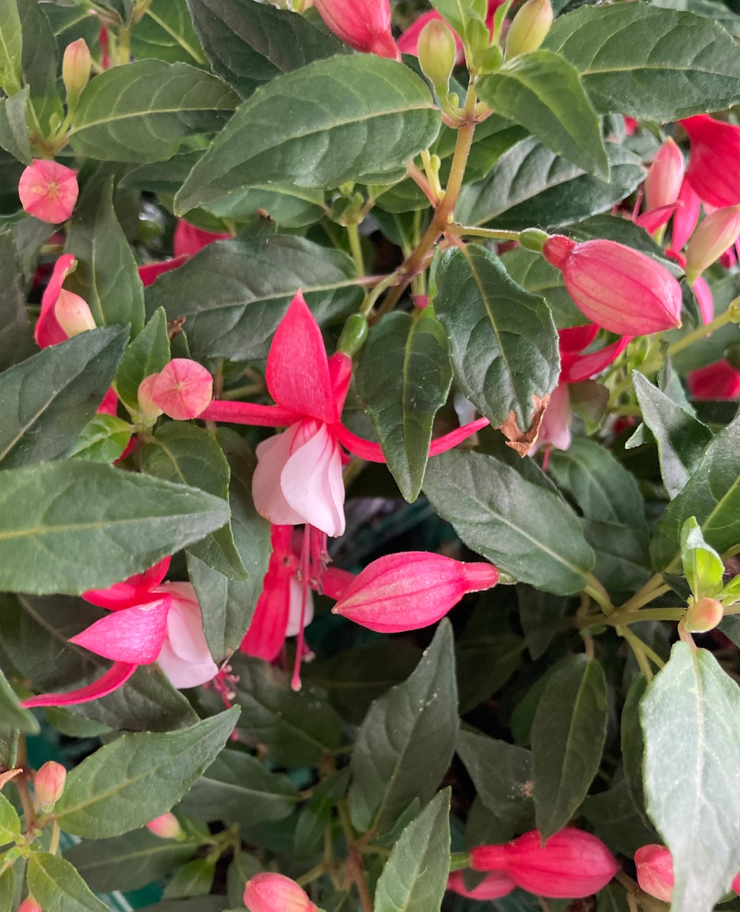 5 Plug Plants of Hardy Fuchsia / Double Fuchsia (alice Hoffman ...