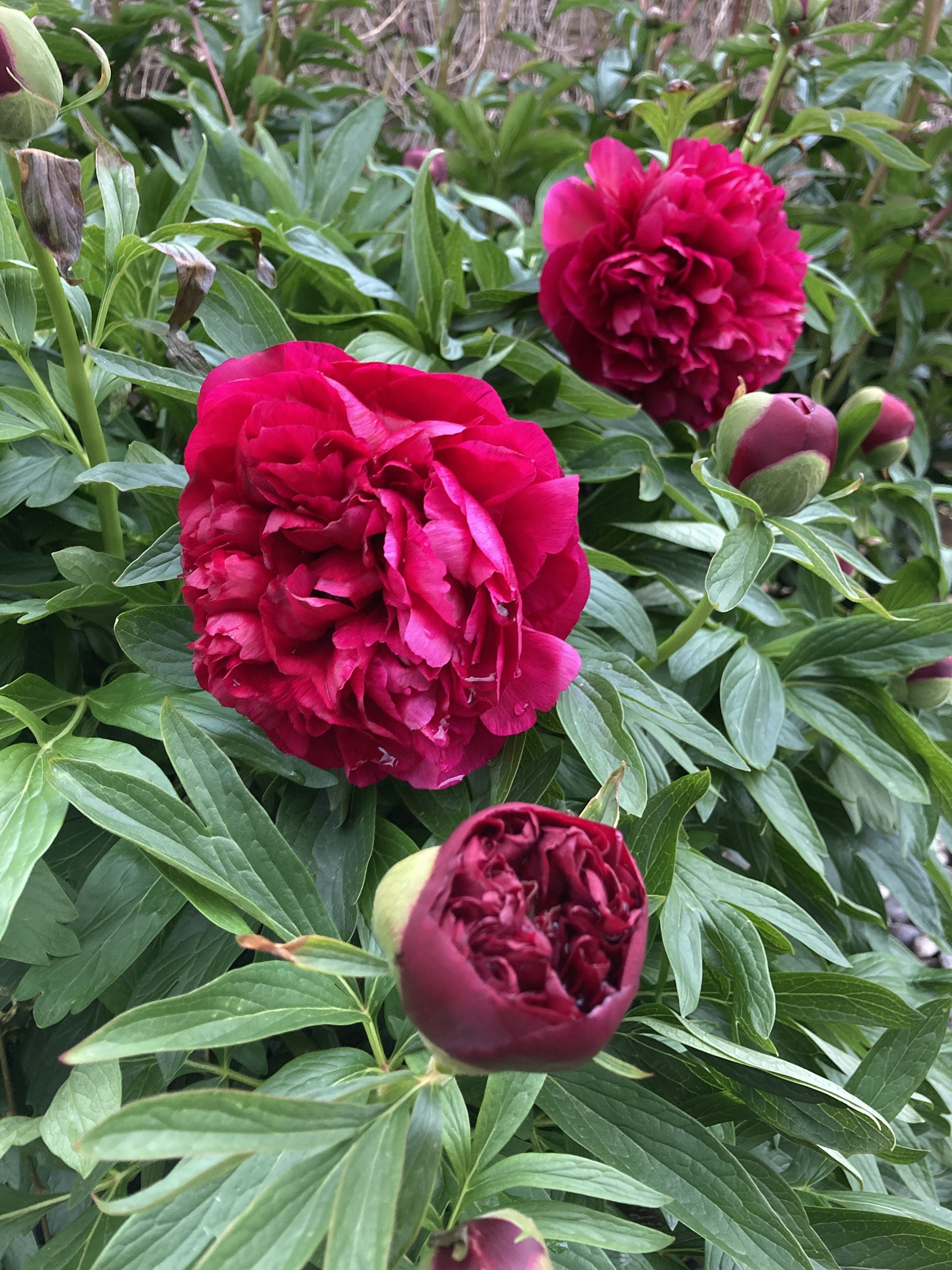 Karl rosenfield peony store