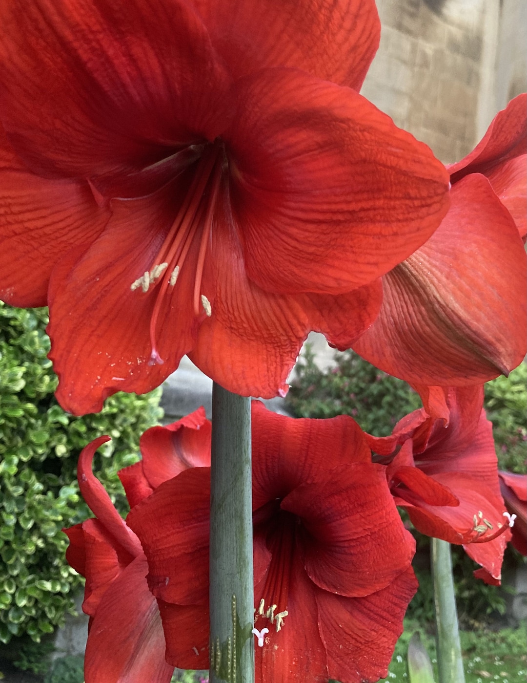 2 Plants of Amaryllis red Lion Includes Postage - Etsy