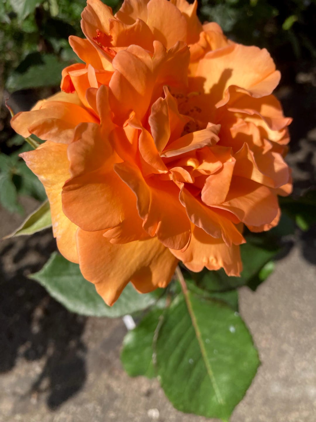 1 Bare Root Hybrid Tea Rose (doris Tysterman) Includes Postage - Etsy