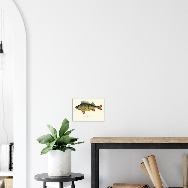 Fish Illustration Print Poster A4 Size Perch Ideal Fishing-related ...
