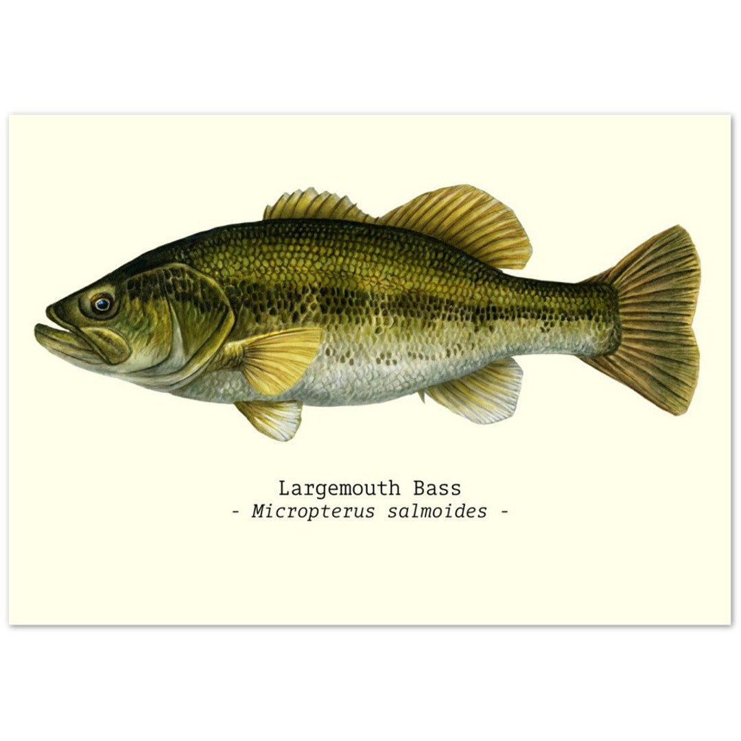Fish Illustration Print Poster A4 Size Largemouth Bass Ideal Fishing ...
