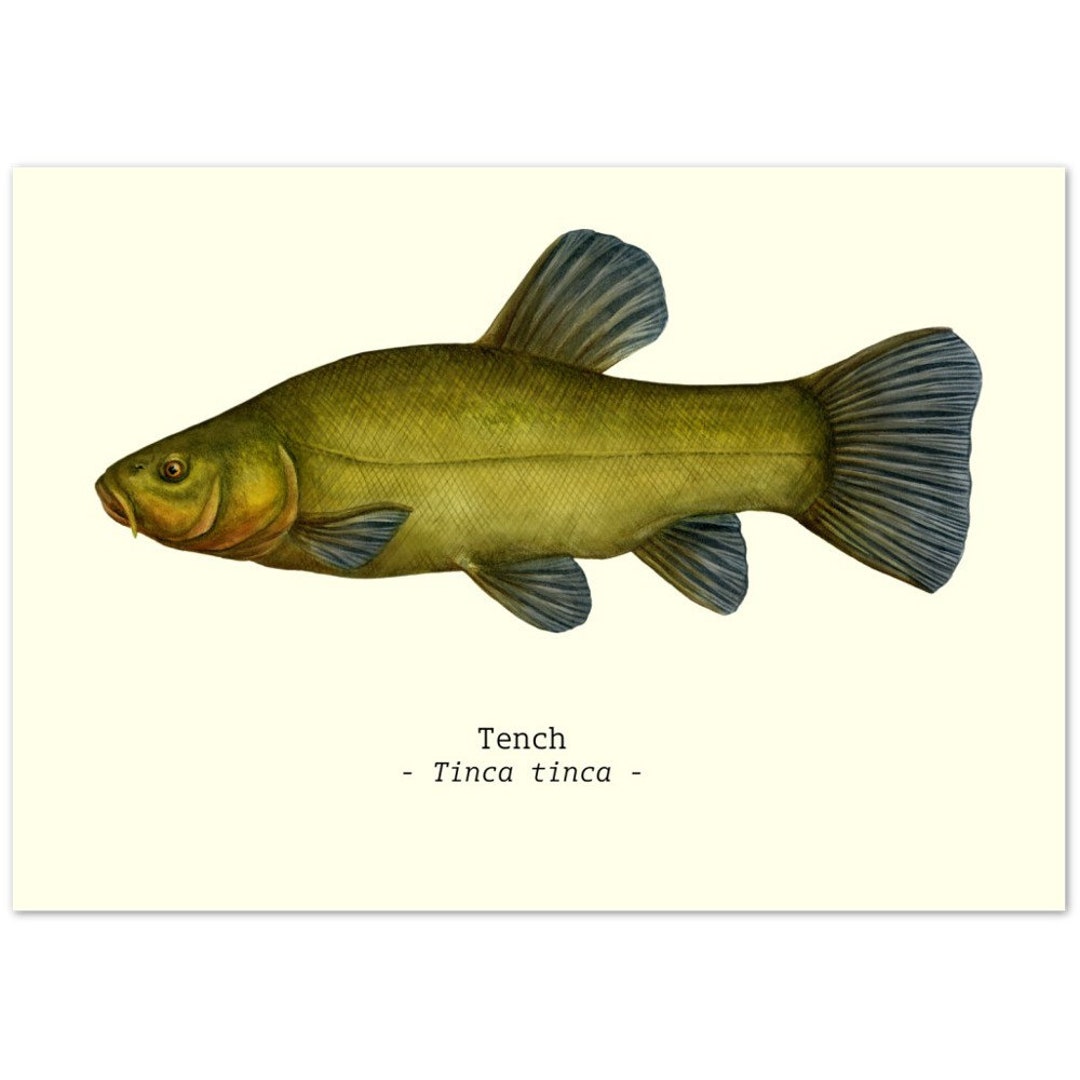 Fish Illustration Print Poster A4 Size Tench Ideal Fishing-related ...