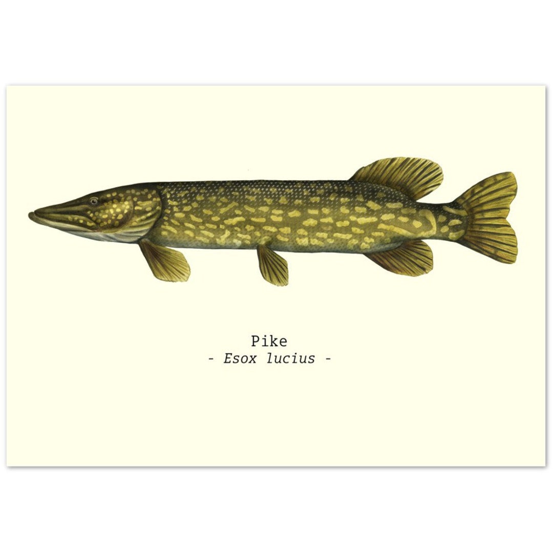 Fish Illustration Print Poster A4 Size Pike Ideal Fishing-related Gifts ...