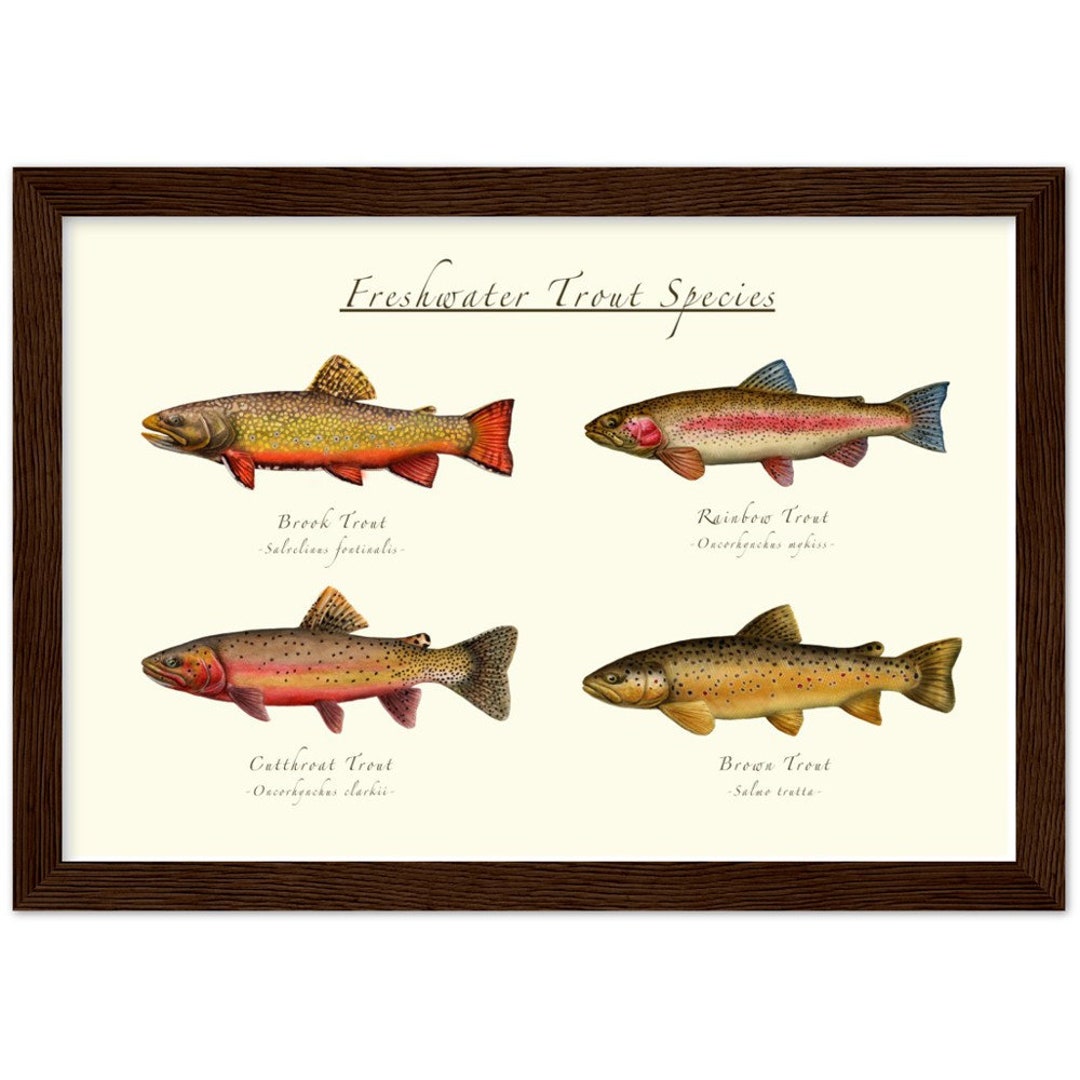 Wooden Framed Fish Art Natural History Illustration Design Print Trout ...