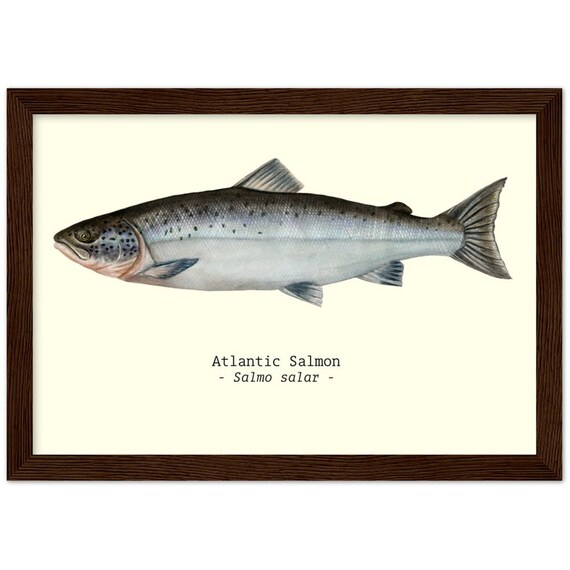 Wooden Framed Fish Illustration Design Print A4 Size ATLANTIC - Etsy