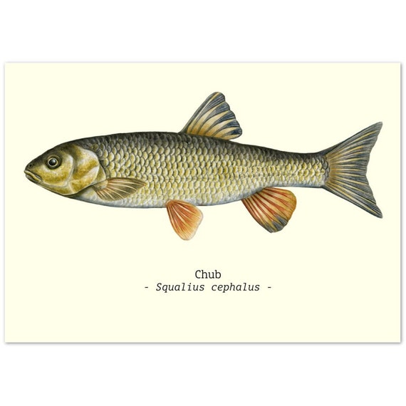 Fish Illustration Print Poster A4 Size Chub - Etsy