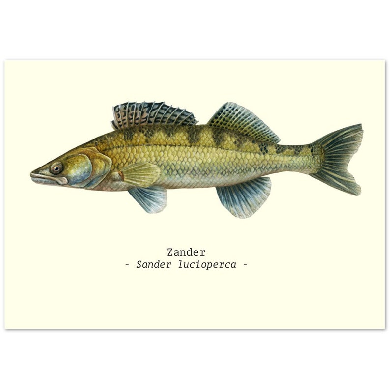 Fish Illustration Print Poster A4 Size Zander Ideal Fishing-related ...