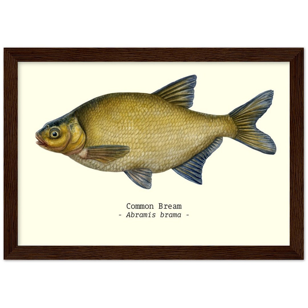 Wooden Framed Fish Illustration Design Print A4 Size (BREAM) Ideal ...