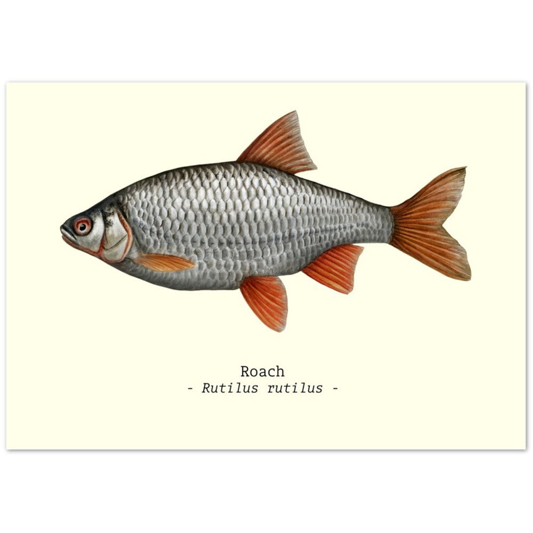 Fish Illustration Print Poster A4 Size Roach Ideal Fishing-related ...