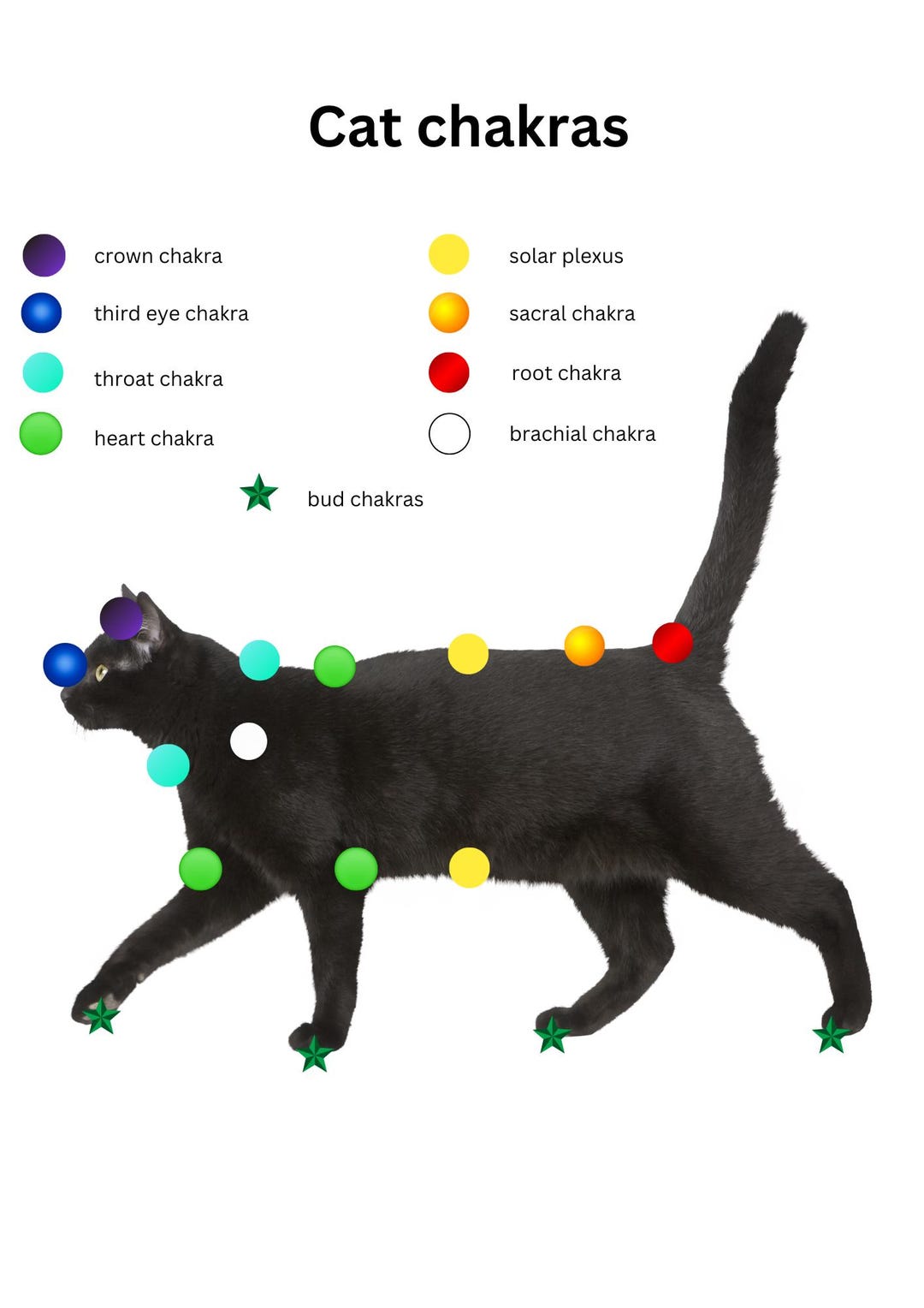 Cat Chakra Chart for Reiki Healing - Etsy