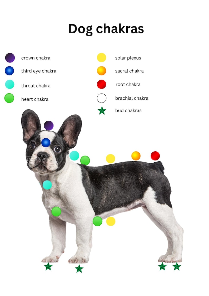 Dog Chakra Chart for Reiki Healing - Etsy UK