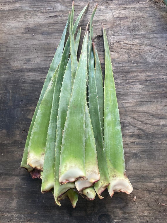 5 Pounds of Organic Aloe Vera Leaves Bulk Aloe Barbadensis - Etsy
