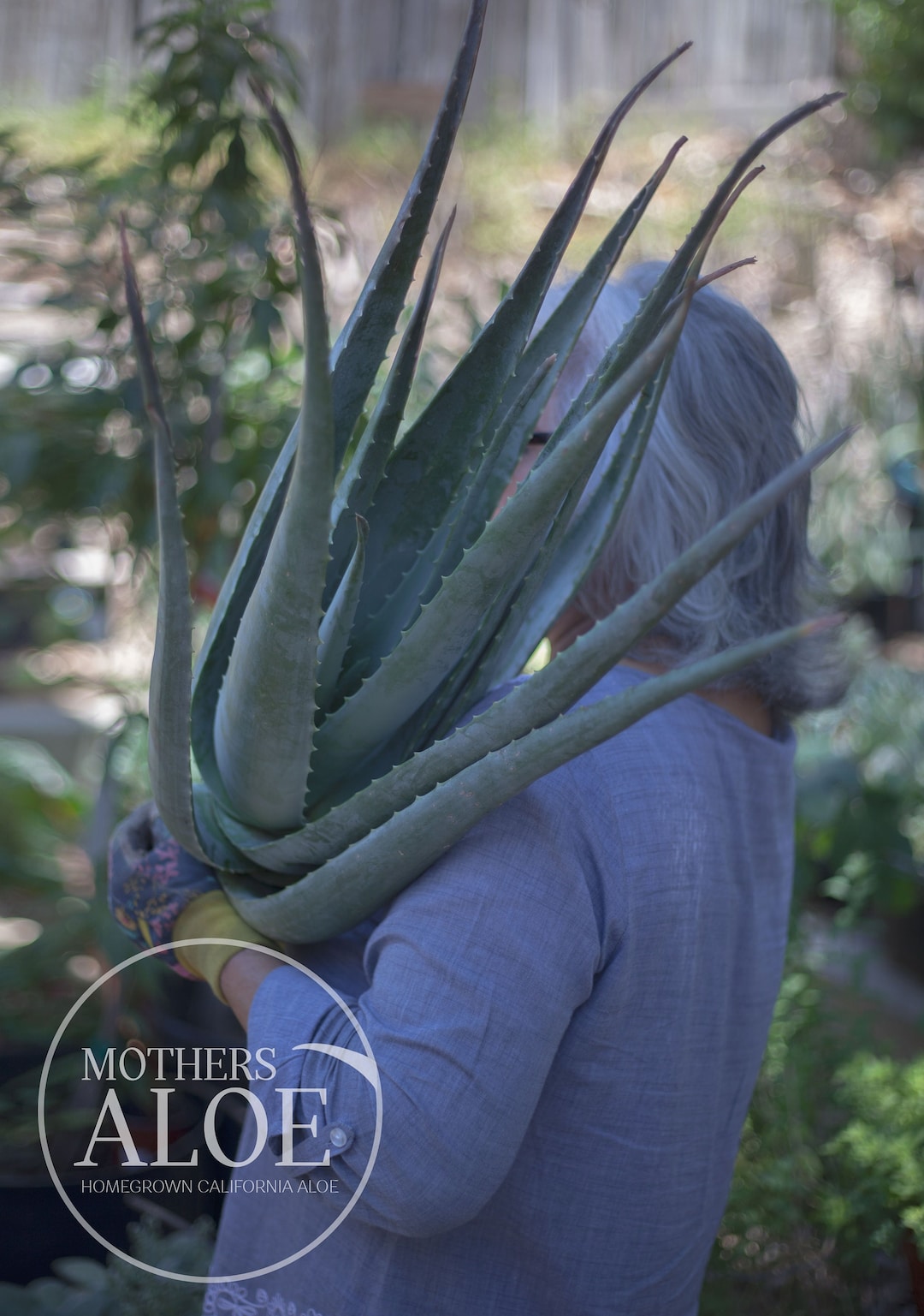 Extra Large Organic Aloe Vera Plant (15 Gallon Bare Root) - Etsy